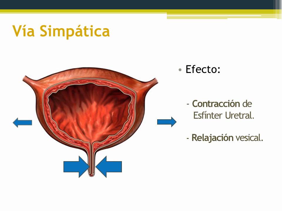 Fisiología de la Micción - Parte 2 - YouTube