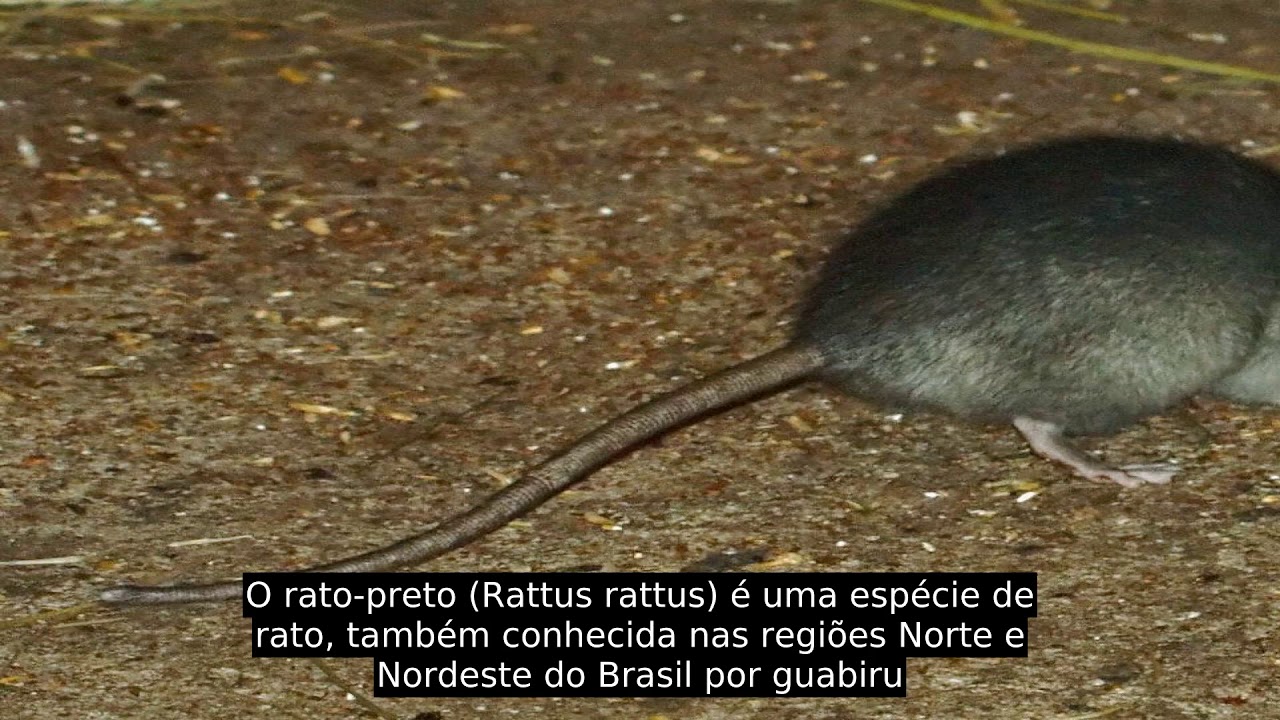 Rato-preto - YouTube