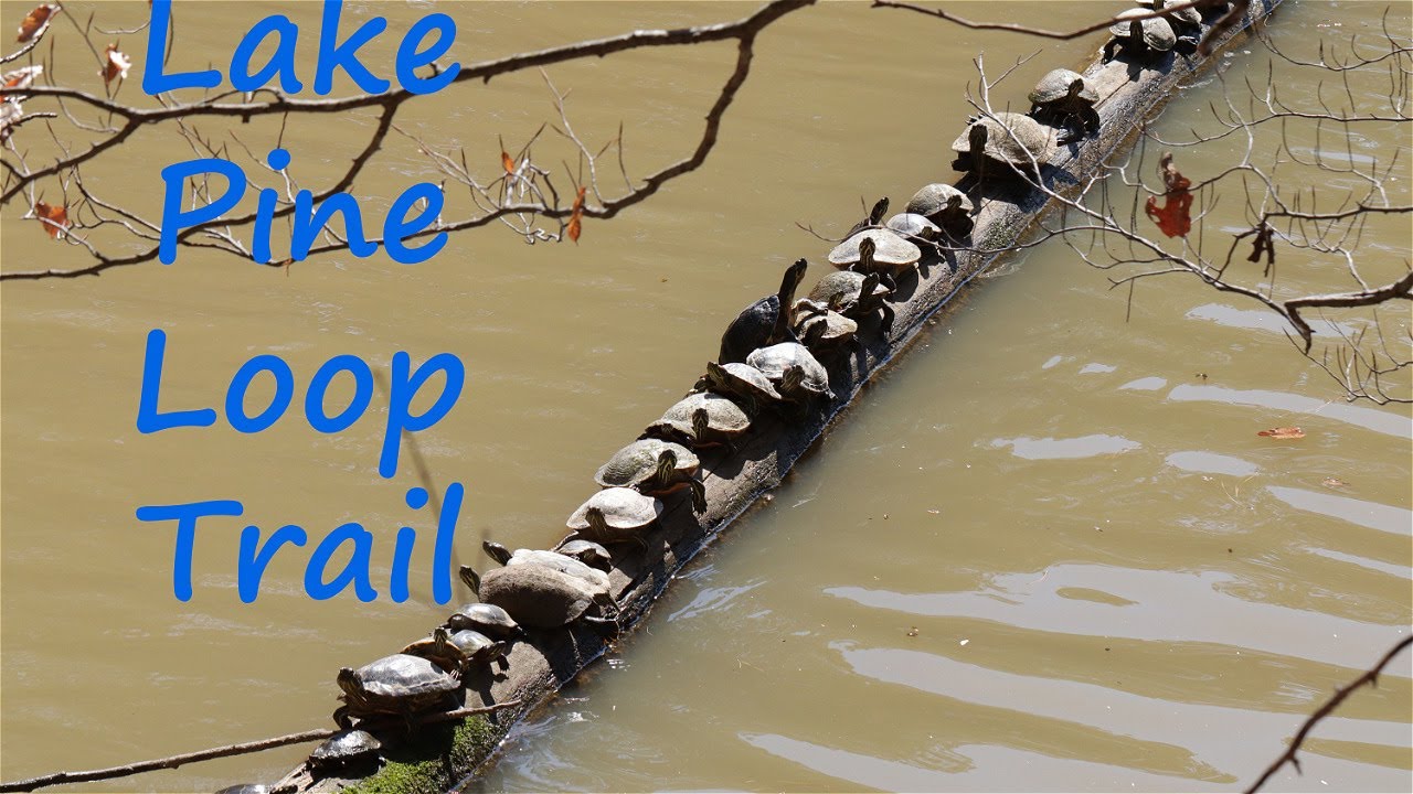 Lake Pine Loop Trail in Apex/Cary NC/Trail Review - YouTube