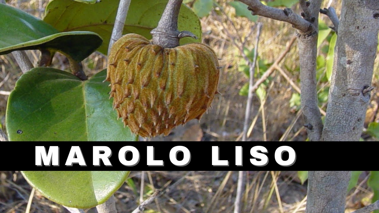 Será que finalmente vou experimentar o Marolo Liso? - YouTube