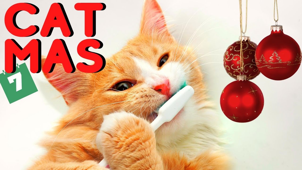 My DETAILED morning routine - CATMAS #7 - YouTube