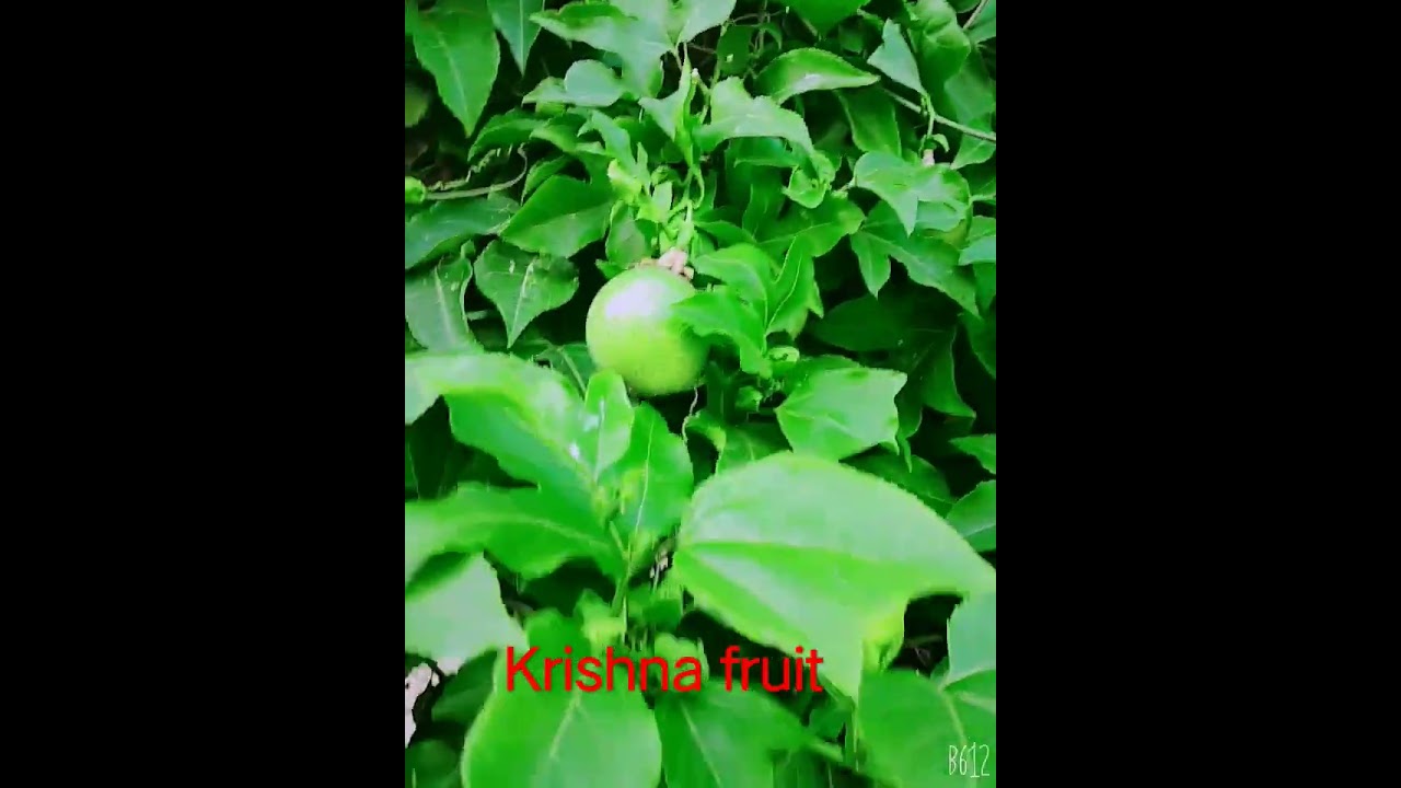 My first video of magical fruit passion fruit| Mera pahla video krishna ...