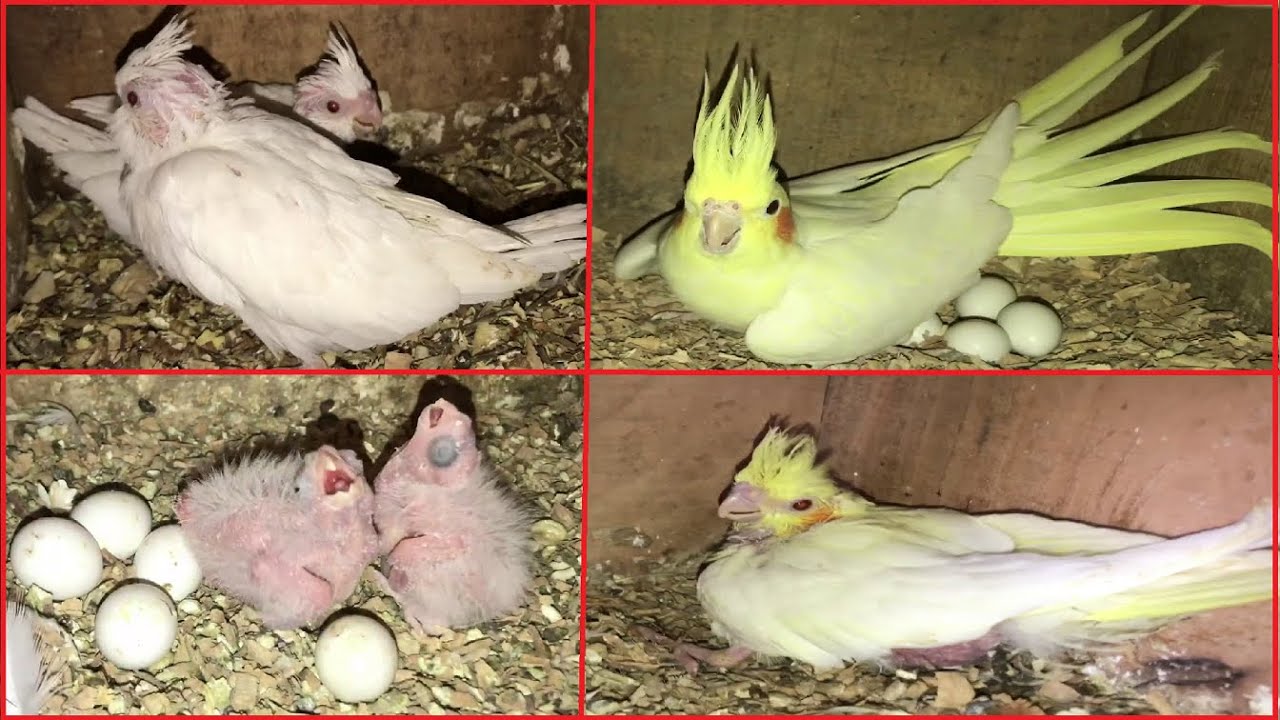 Cockatiel Family Breeding Progress - YouTube