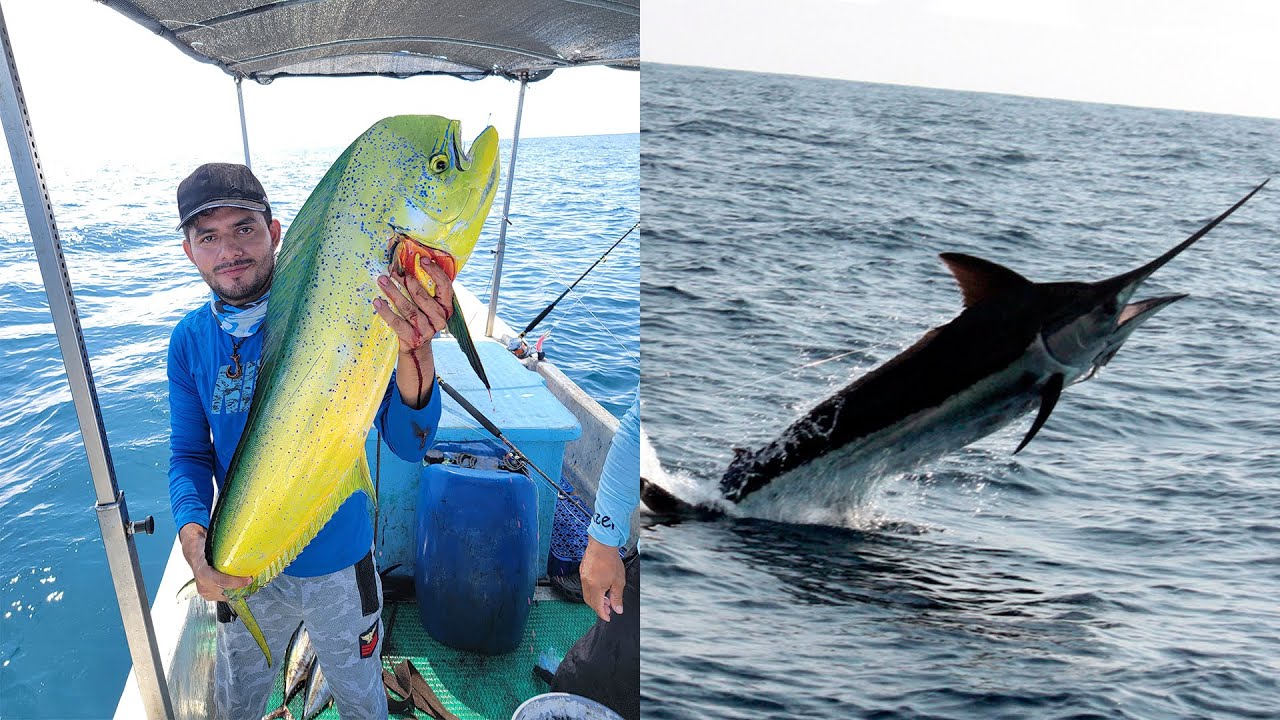 Pesca de DORADOS Y ATUNES, Mucha Pesca, MARLIN GIGANTE, PESCA Y ...