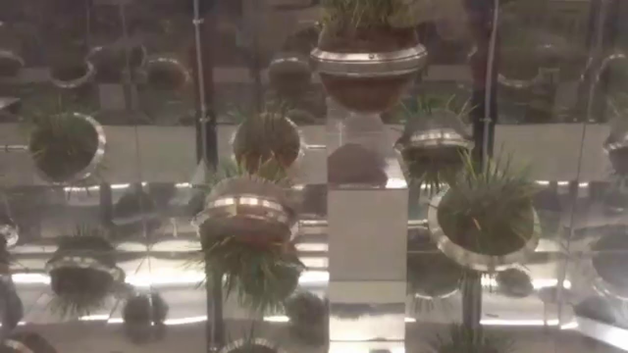 Science - growing plants gravity experiment at the National Space ...