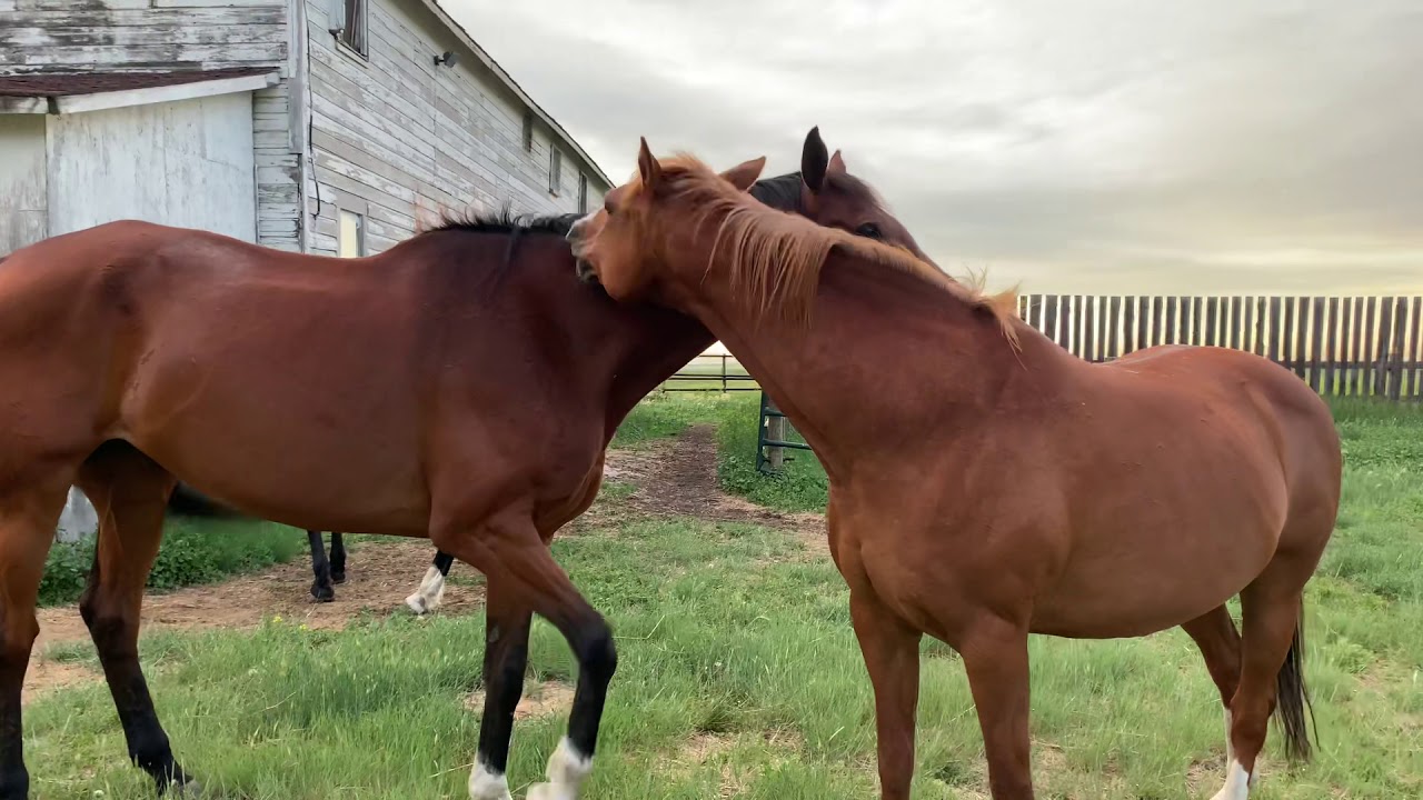 Horses scratching each other - YouTube