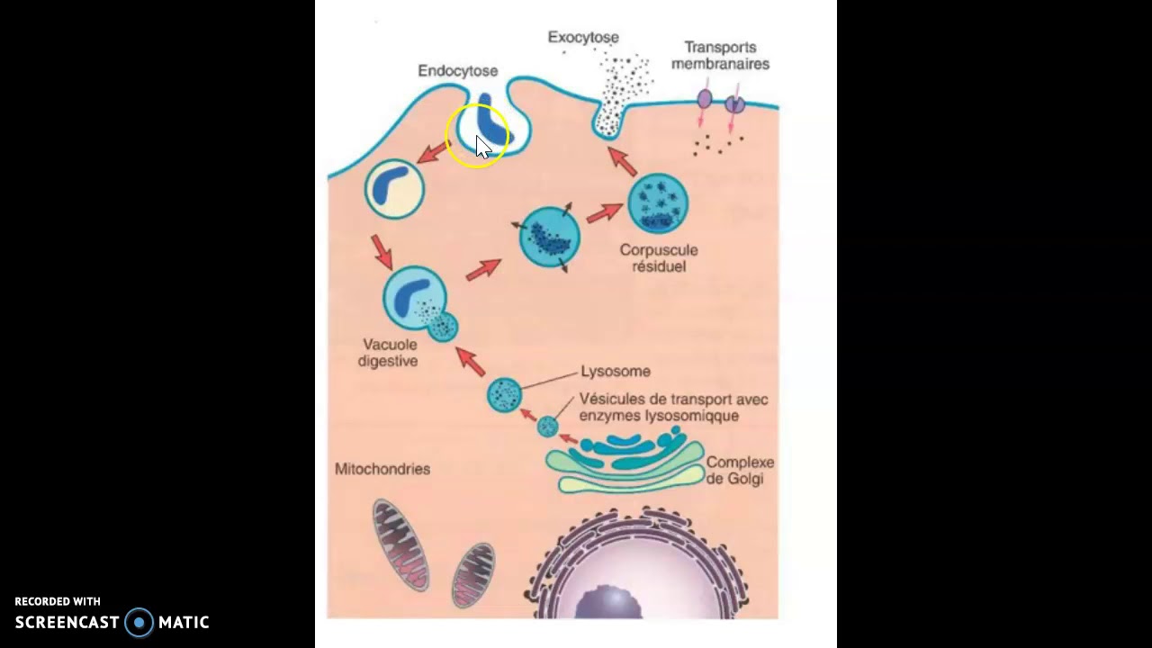 4eme biologie la cellule les lysosomes - YouTube