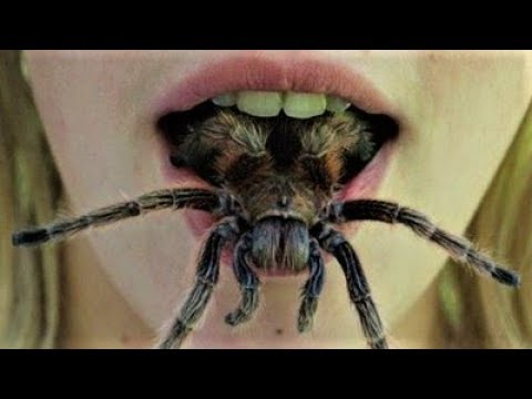 SCARIEST Creatures Kept as Pets - YouTube