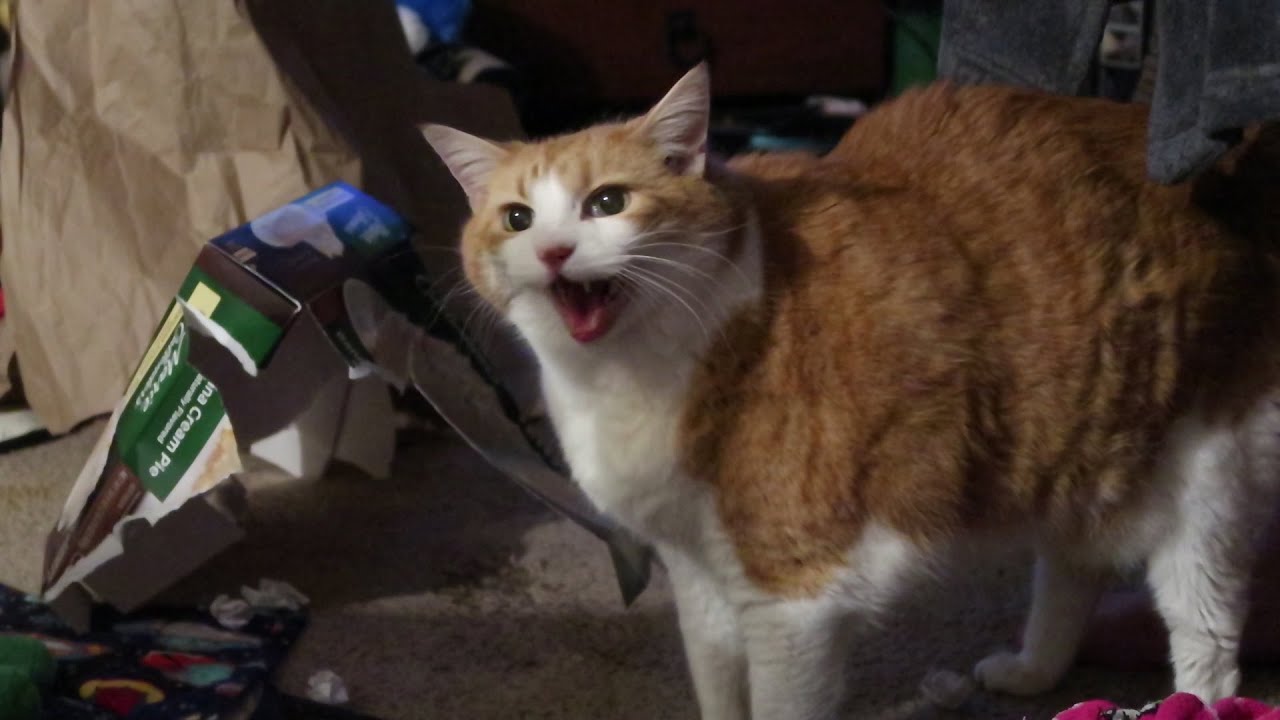 Cat Meows With Persistence At Dad - YouTube