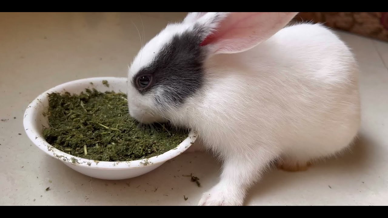 Mini pogo eating grass paste🐇 #rabbit #rabbitbaby #rabbitfeeding # ...