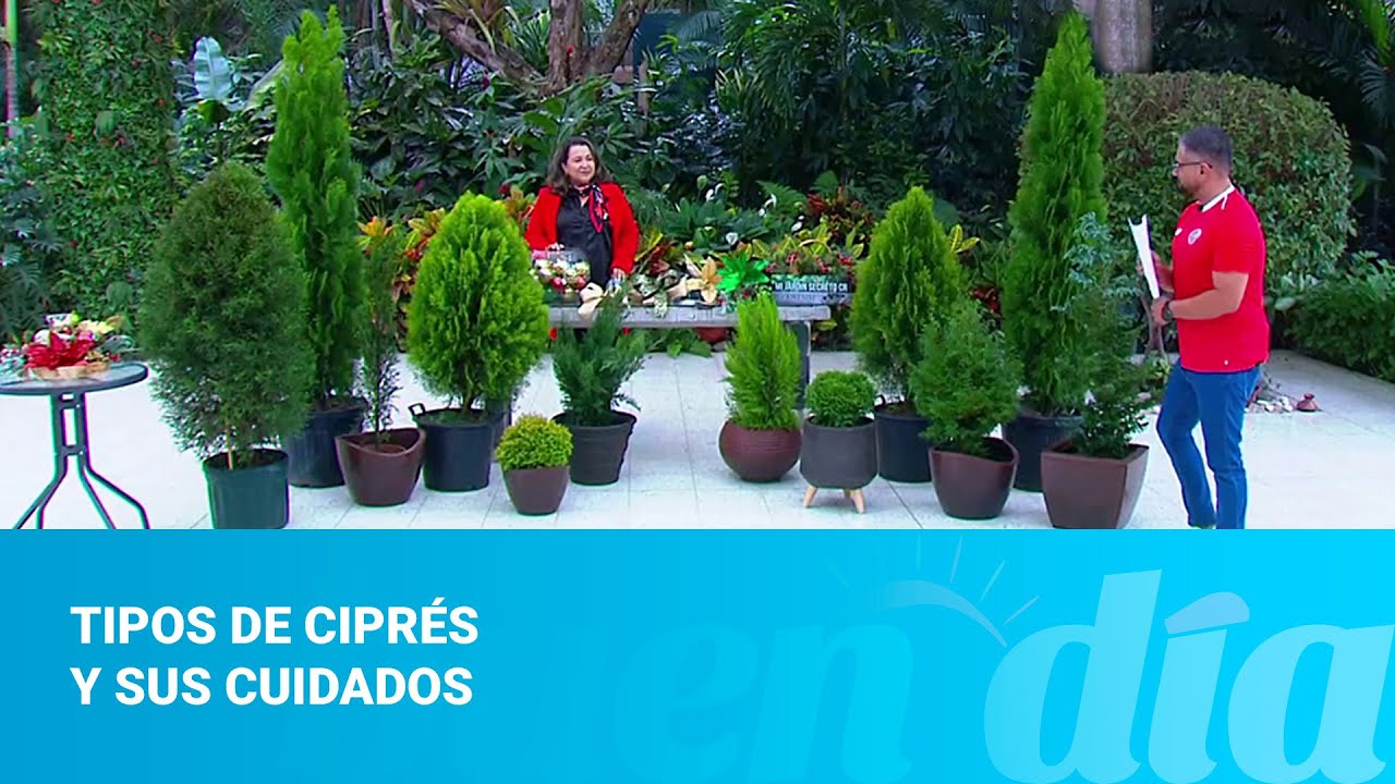 Tipos de ciprés y sus cuidados - YouTube
