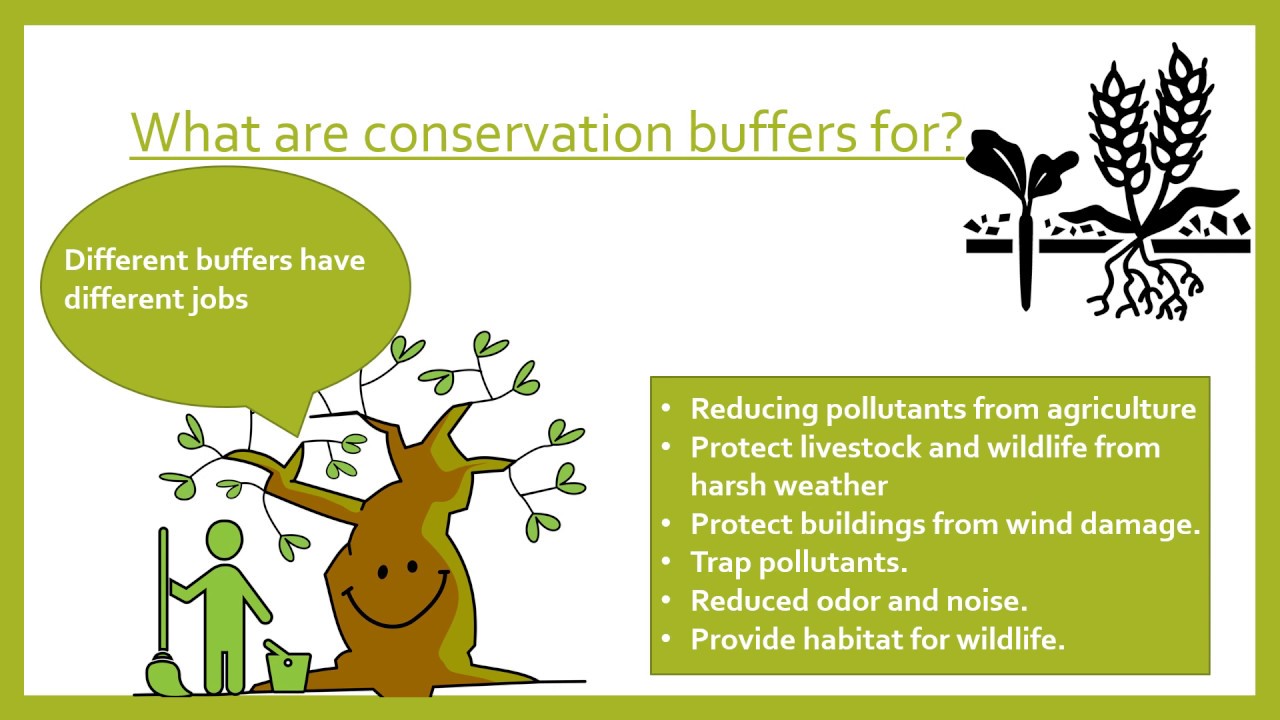 Agricultural Buffer Strips - YouTube