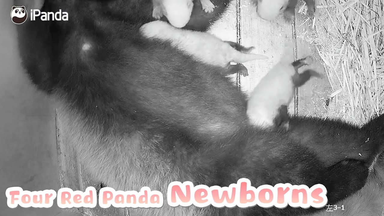 Red Panda Gives Birth To Quadruplets | iPanda - YouTube