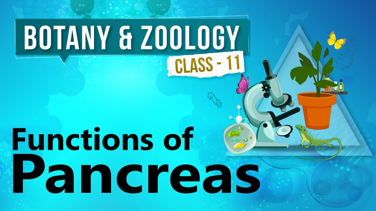 Functions Of Pancreas - Human Digestive System - Biology Class 11 - YouTube