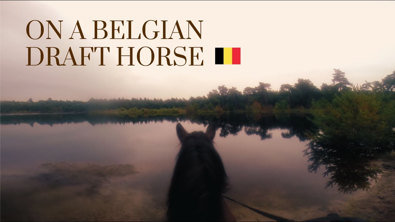 Riding a Belgian draft horse in Dutch countryside | GoPro - YouTube
