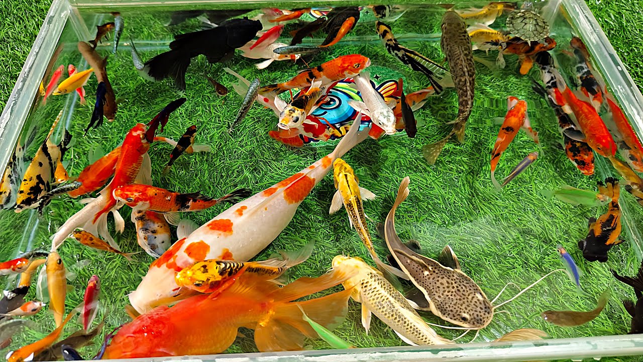 Unboxing Ikan Hias Warna Warni, Ikan Koi Slayer, Ikan Mas Koki, Ikan ...