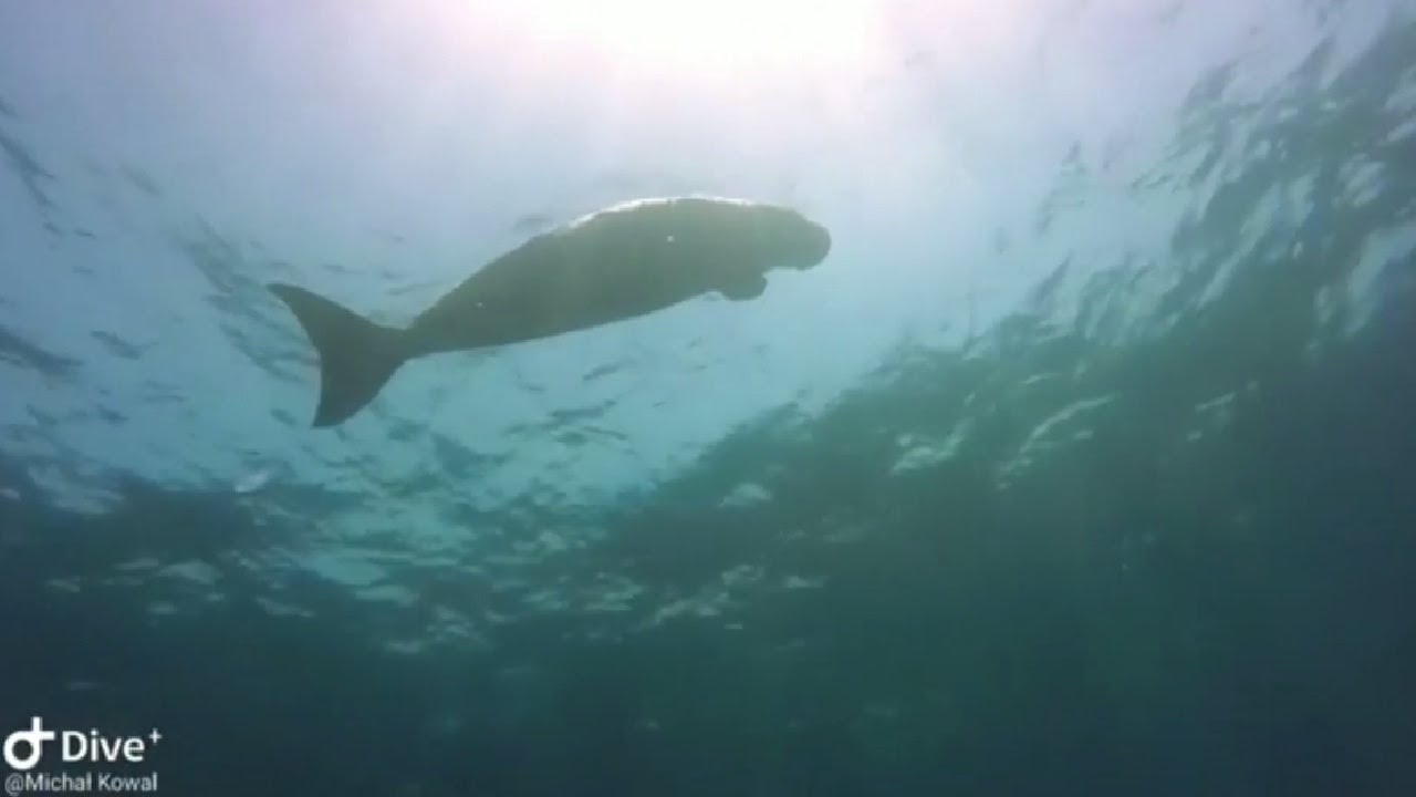 Fascinating Beauty Of A Dugonng Captured In The Sun - YouTube