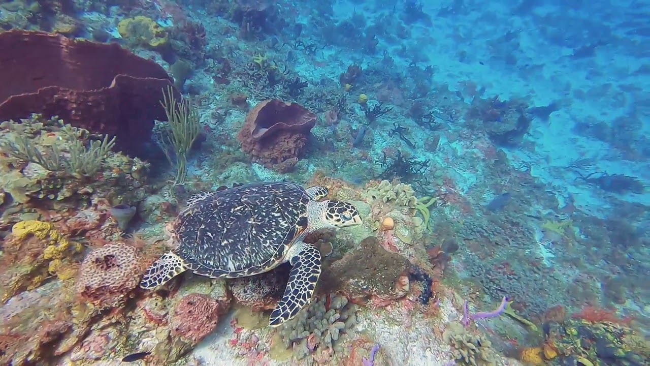 Turtle Devil 7 13 20 - YouTube