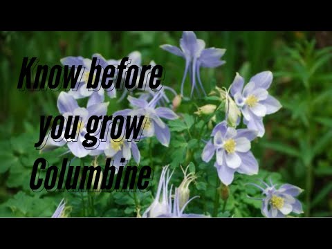 How Do You Take Care Of A Columbine Plant