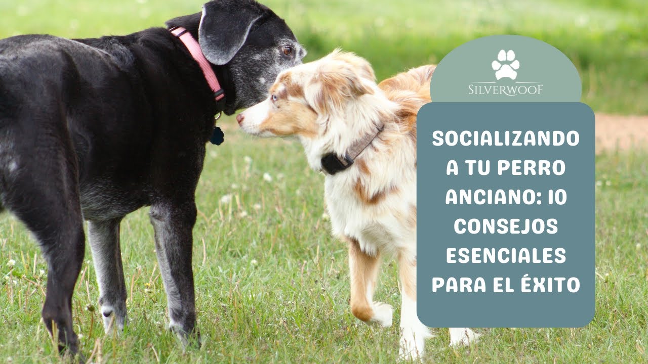 Socializando a tu perro anciano: 10 consejos essenciales para el éxito ...
