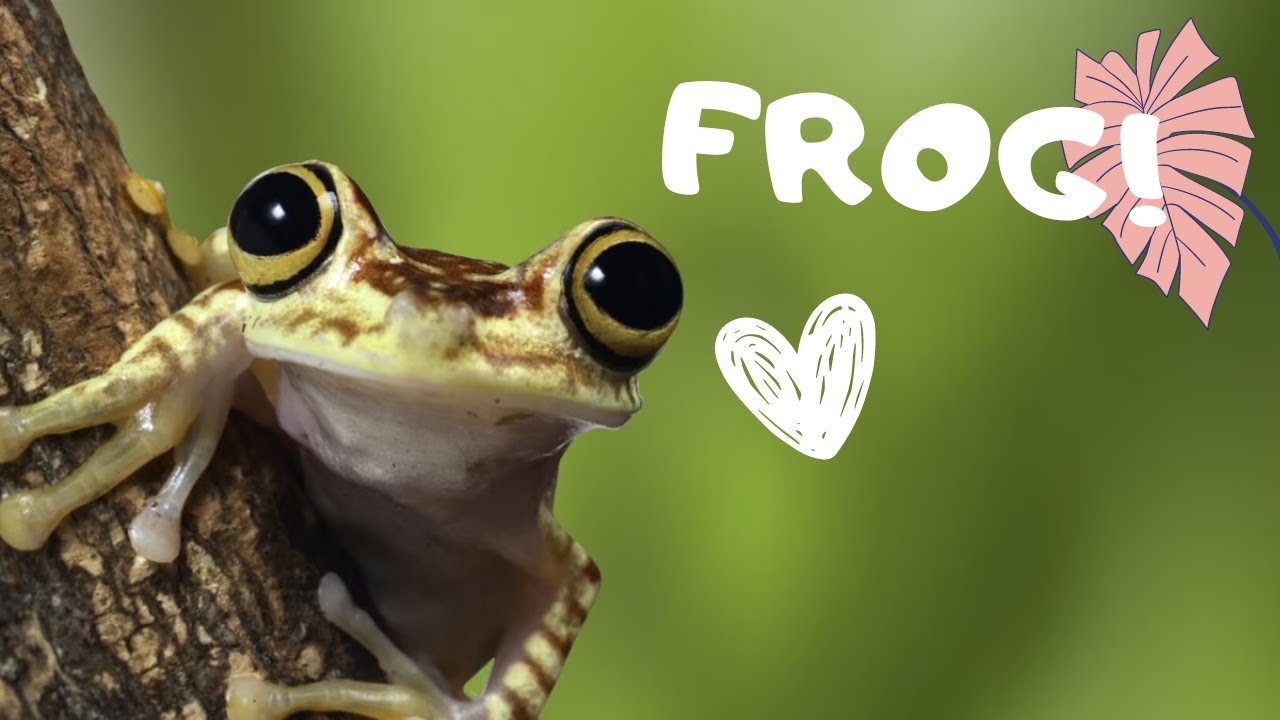 𝘊𝘜𝘙𝘐𝘖𝘚𝘐𝘋𝘈𝘋𝘌𝘚 𝘚𝘖𝘉𝘙𝘌 𝘖𝘚 𝘚𝘈𝘗𝘖𝘚 // Curiosidades Animálicas - YouTube