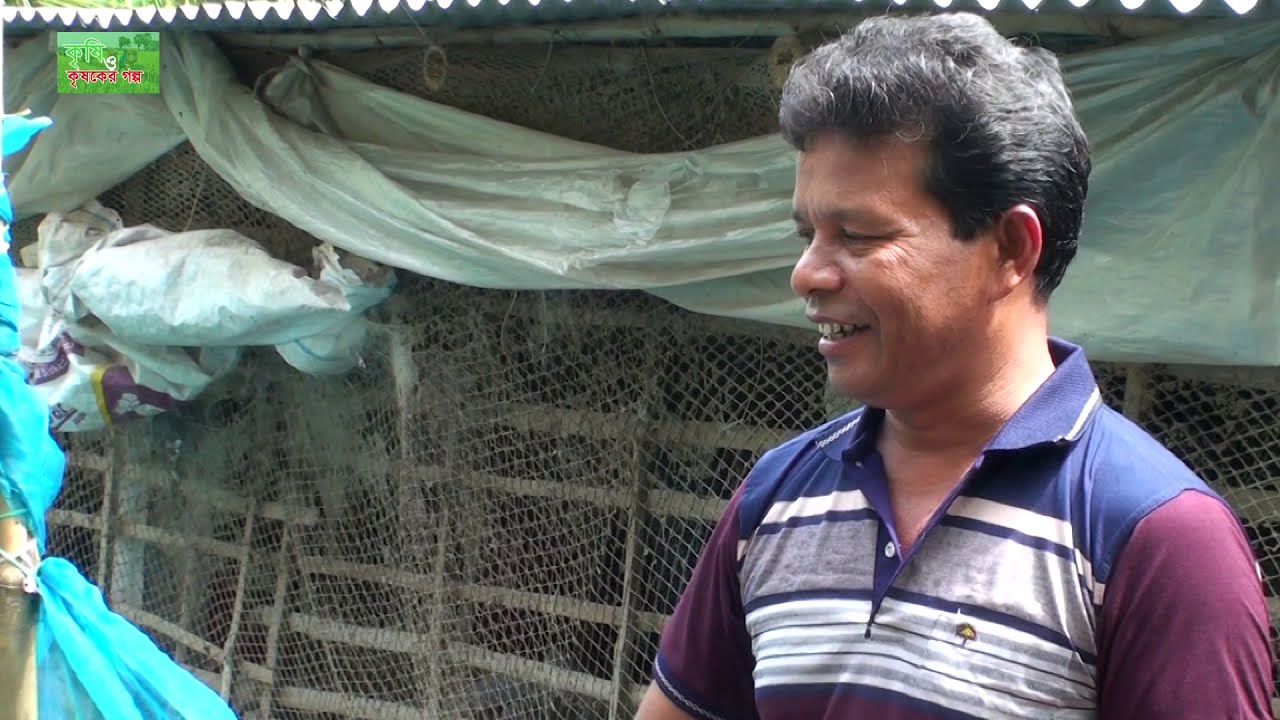 চৌবাচ্চায় শোল মাছ চাষের গবেষণা - snakehead fish farming in bangladesh ...