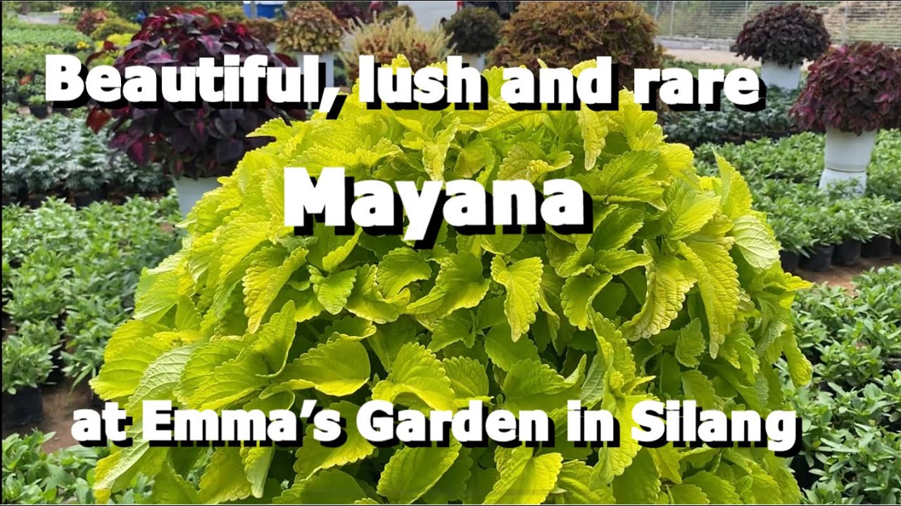 My Plantita Journey Vlog #85 || Beautiful, lush, and rare Mayana ...