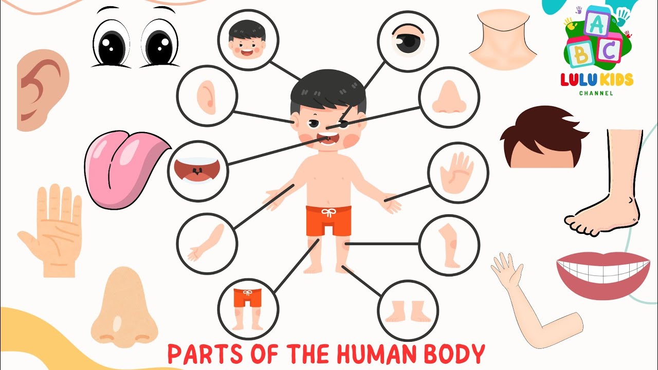 The Human Body Parts for Kids Learning | LULU KIDS Educational Video ...