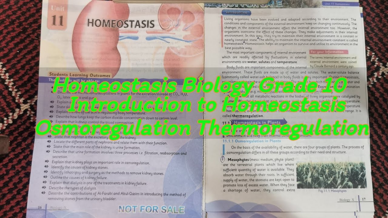 Homeostasis Biology Grade 10 Unit 11_Introduction to Homeostasis ...