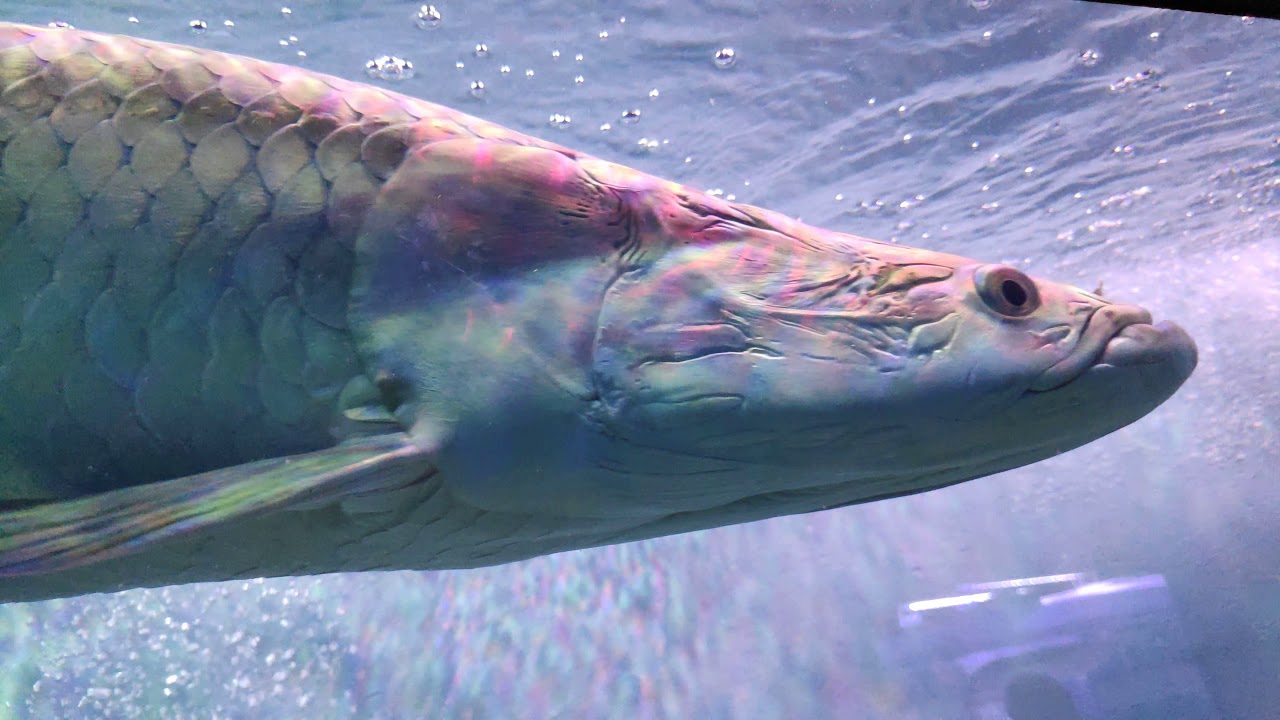 Long Fish(1) - YouTube