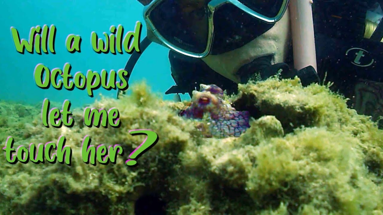 My amazing interaction with a wild OCTOPUS - YouTube