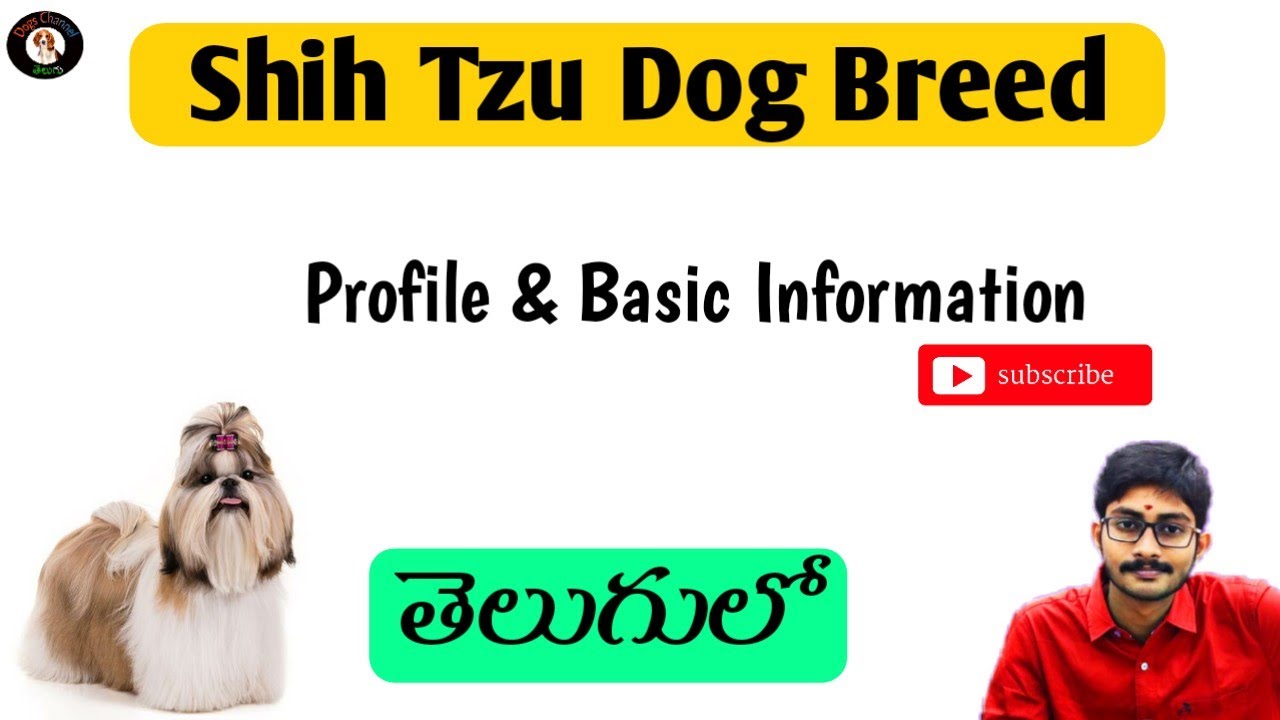 Shih Tzu Dog Breed Profile and Basic Information in Telugu |Dogs ...