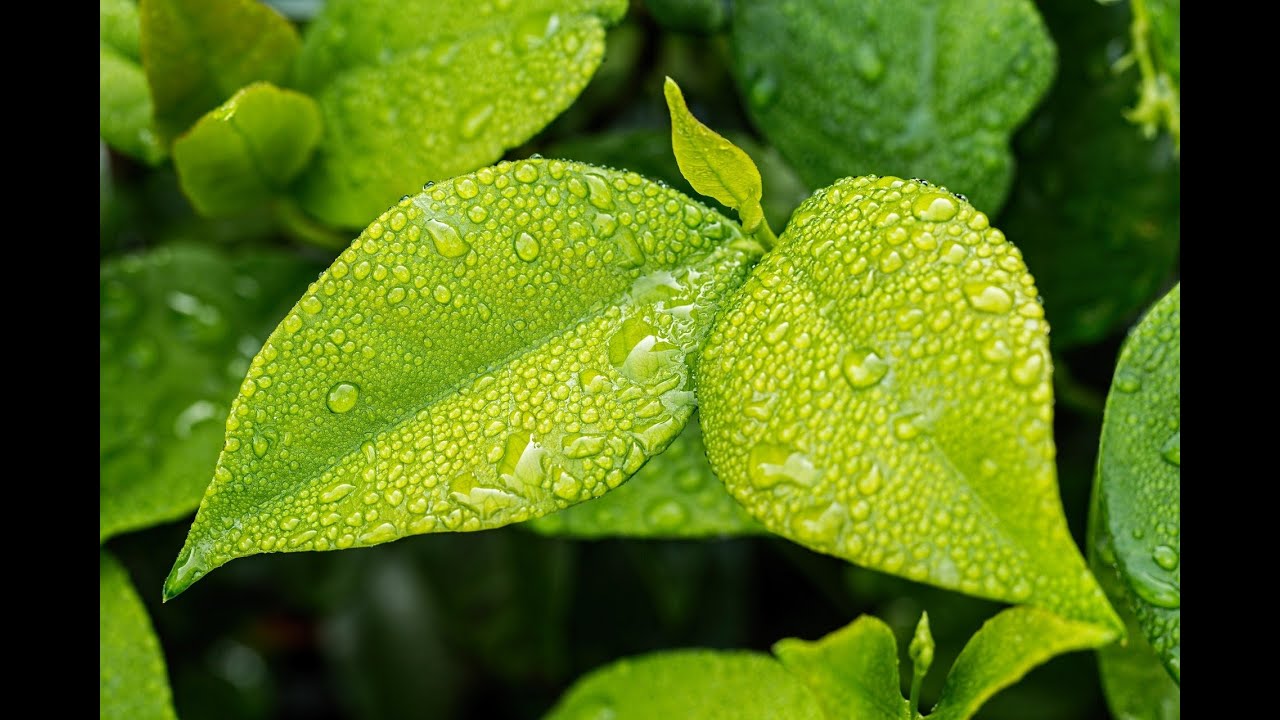 Stomata - Montessori Botany - YouTube