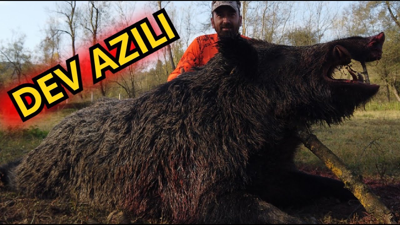 Azılı Domuz Avları - YouTube