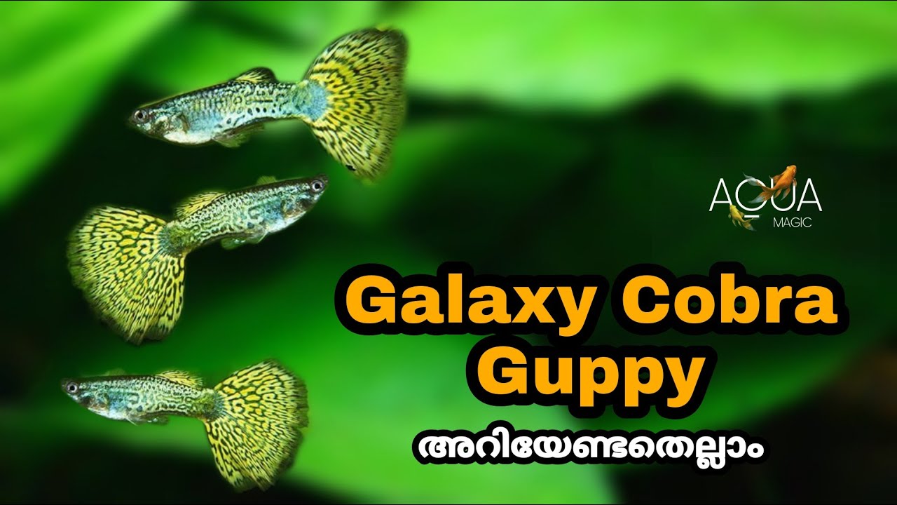 Galaxy cobra guppy | galaxy cobra guppy malayalam | cobra guppy ...