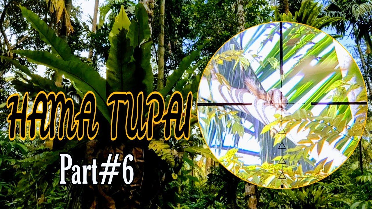 TUPAI PEMAKAN BUAH KELAPA DAN PINANG. - YouTube