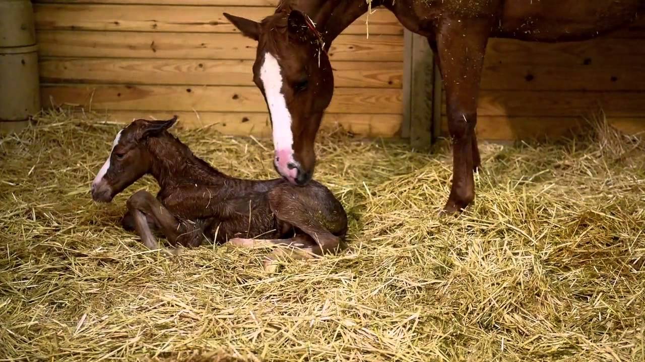 Foaling Out - YouTube