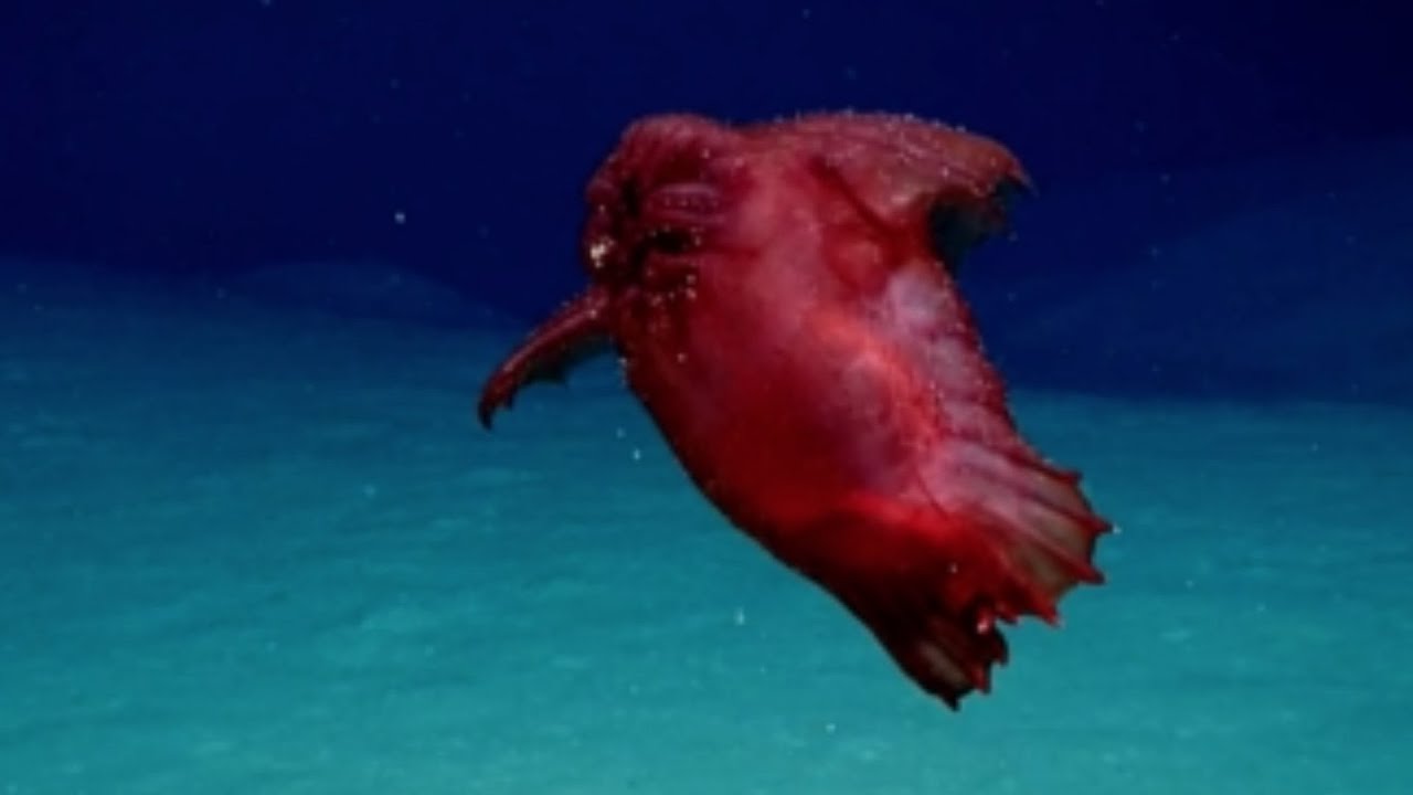 Interesting facts about "headless chicken monster" - YouTube