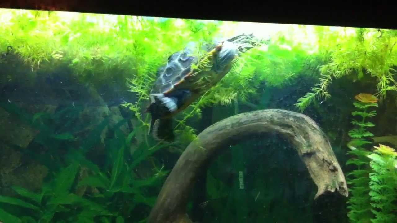 Northern Diamondback Terrapin update and DIY Basking Platform - YouTube