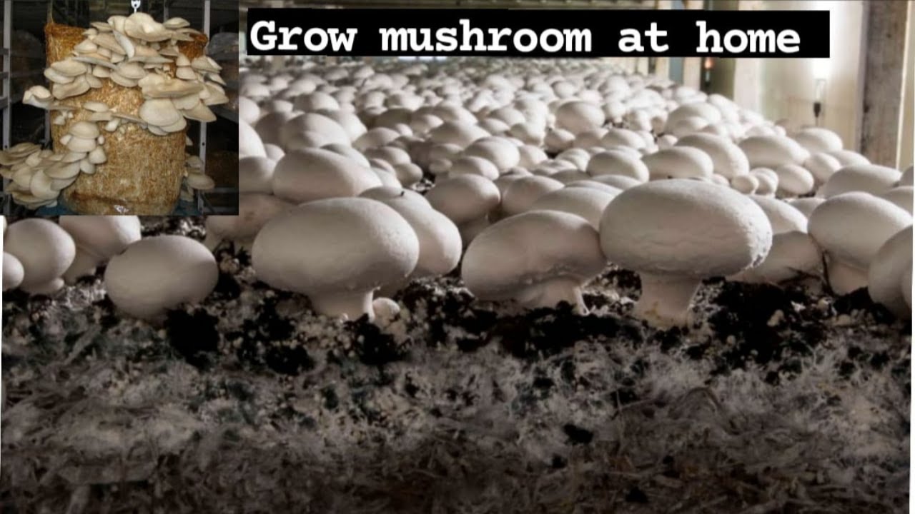 How to grow mushroom at home | Mushroom cultivation training . SEED TO ...