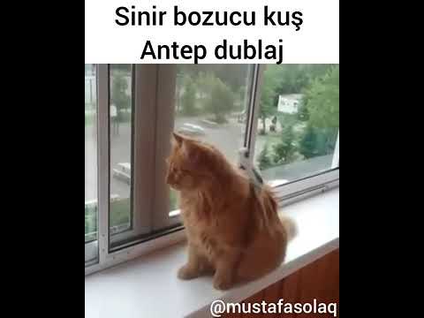 Sinir bozucu kuş (antep dublaj)