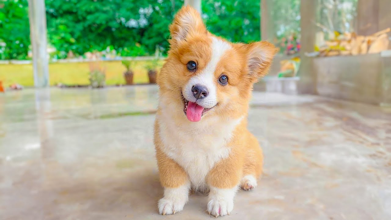 Dog Music - Relaxing Sounds for Dogs with Anxiety! Healing Music for ...