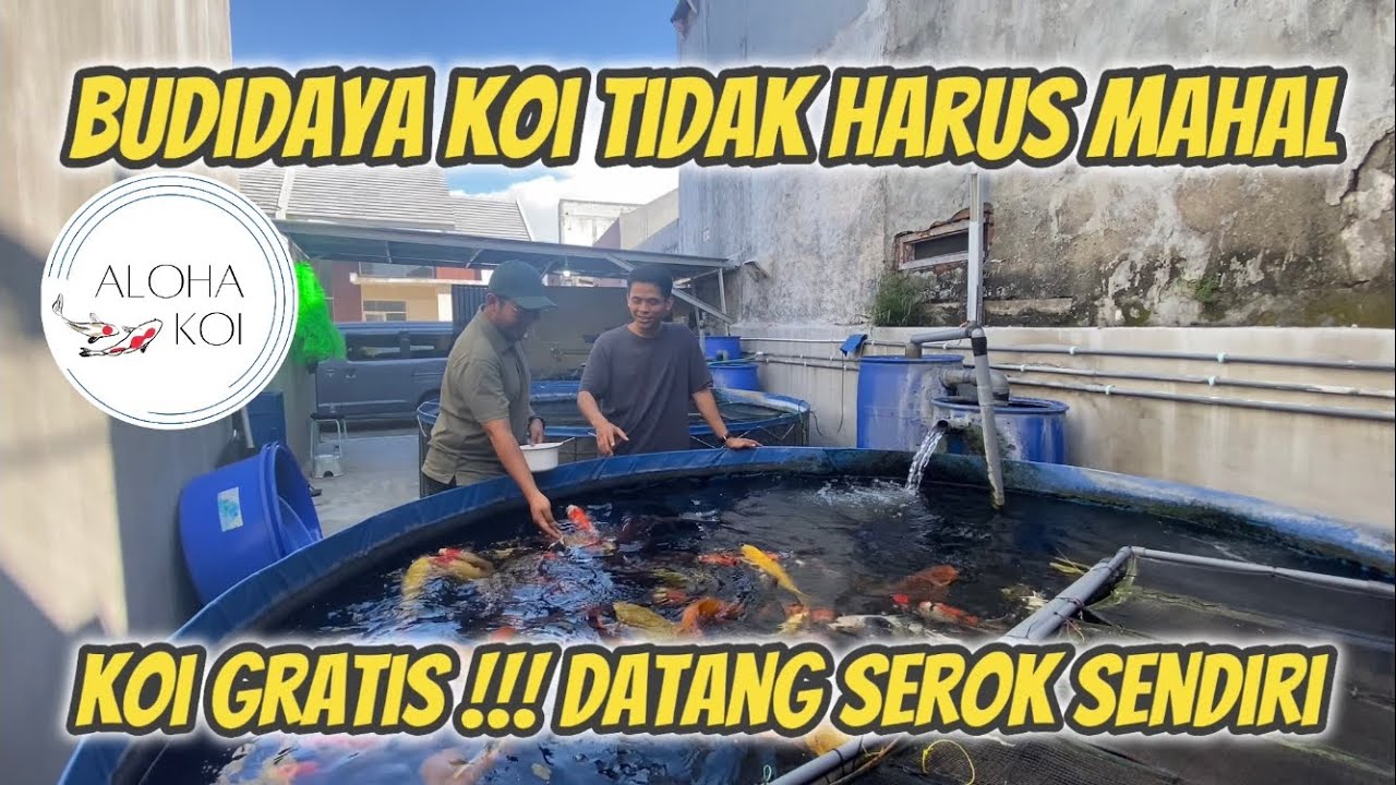 Budidaya Ikan Koi Di Vat Terpal | Aloha Koi Farm Surabaya @alohakoi ...