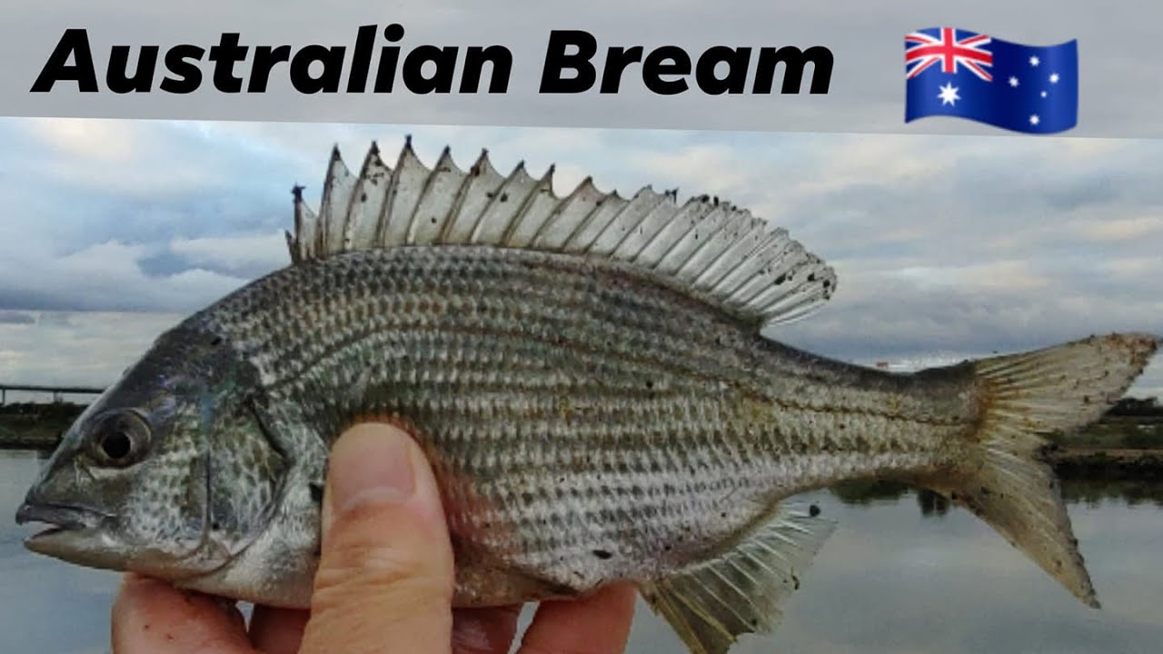 AUSTRALIAN BREAM FISH / WILLIAMSTOWN BOAT RAMP MELBOURNE - YouTube
