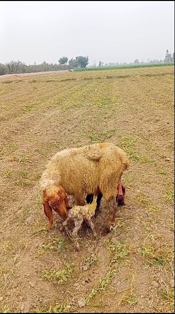 sheep's kids | animal shorts #animalshorts #animals #sheeps - YouTube