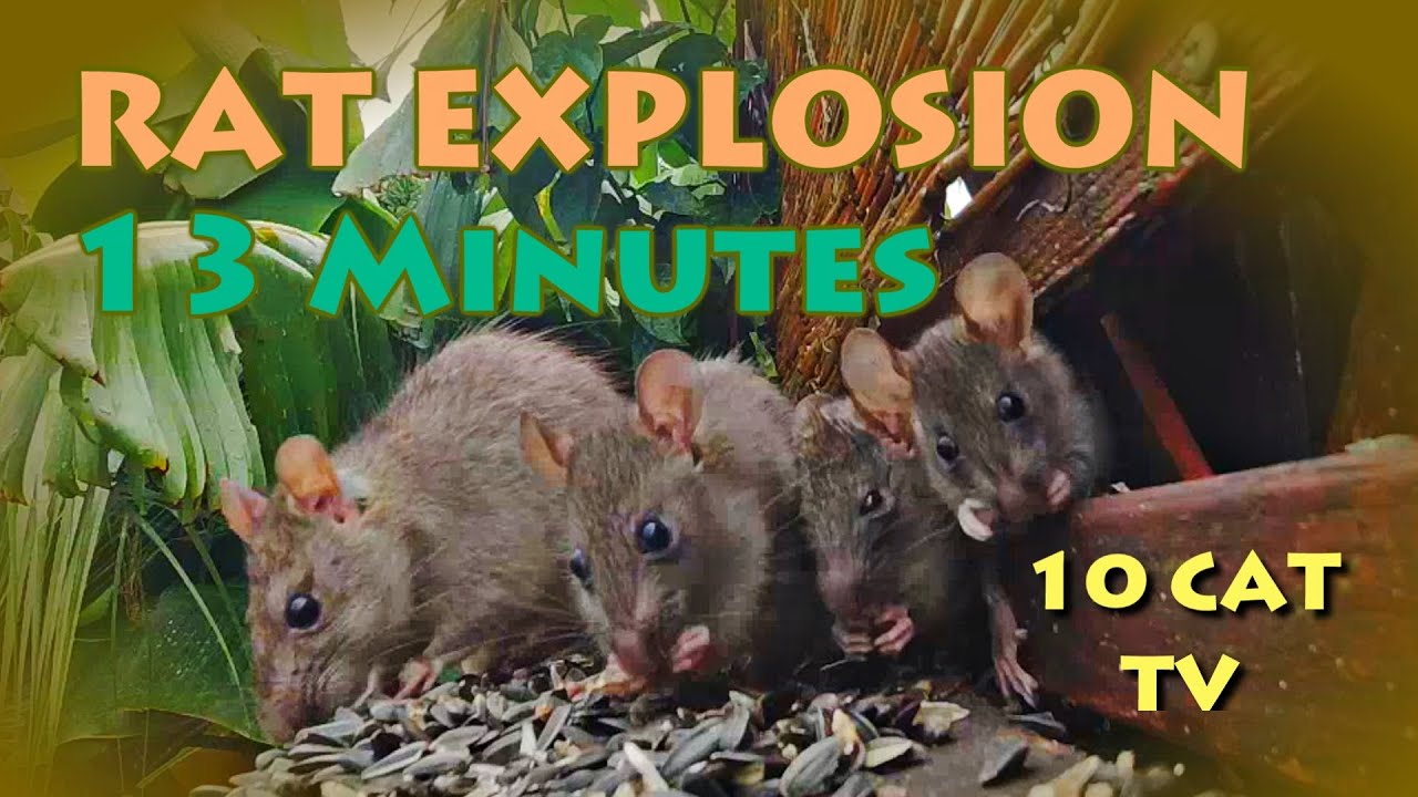 RAT EXPLOSION 💥 | CAT TV |13 MINUTES OF RATS - YouTube