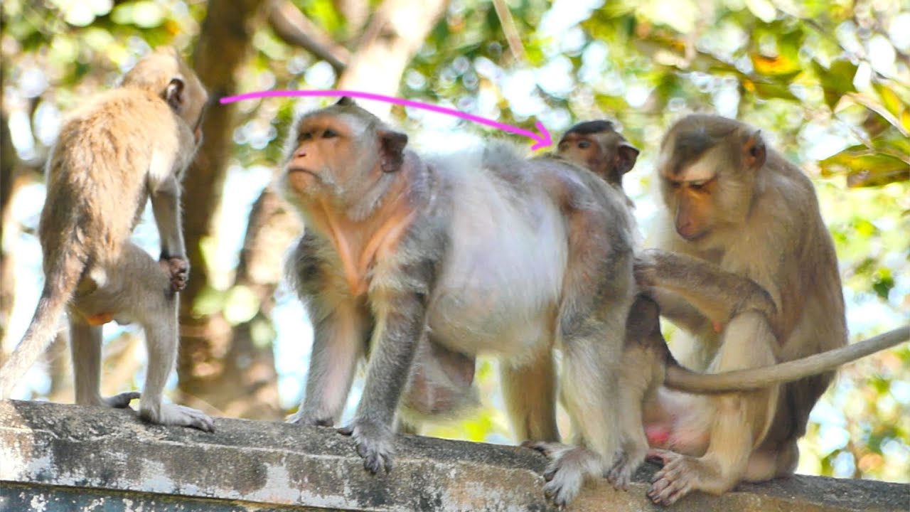 So funny when Baby monkey BELA and her brother monkey BEAN standing ...