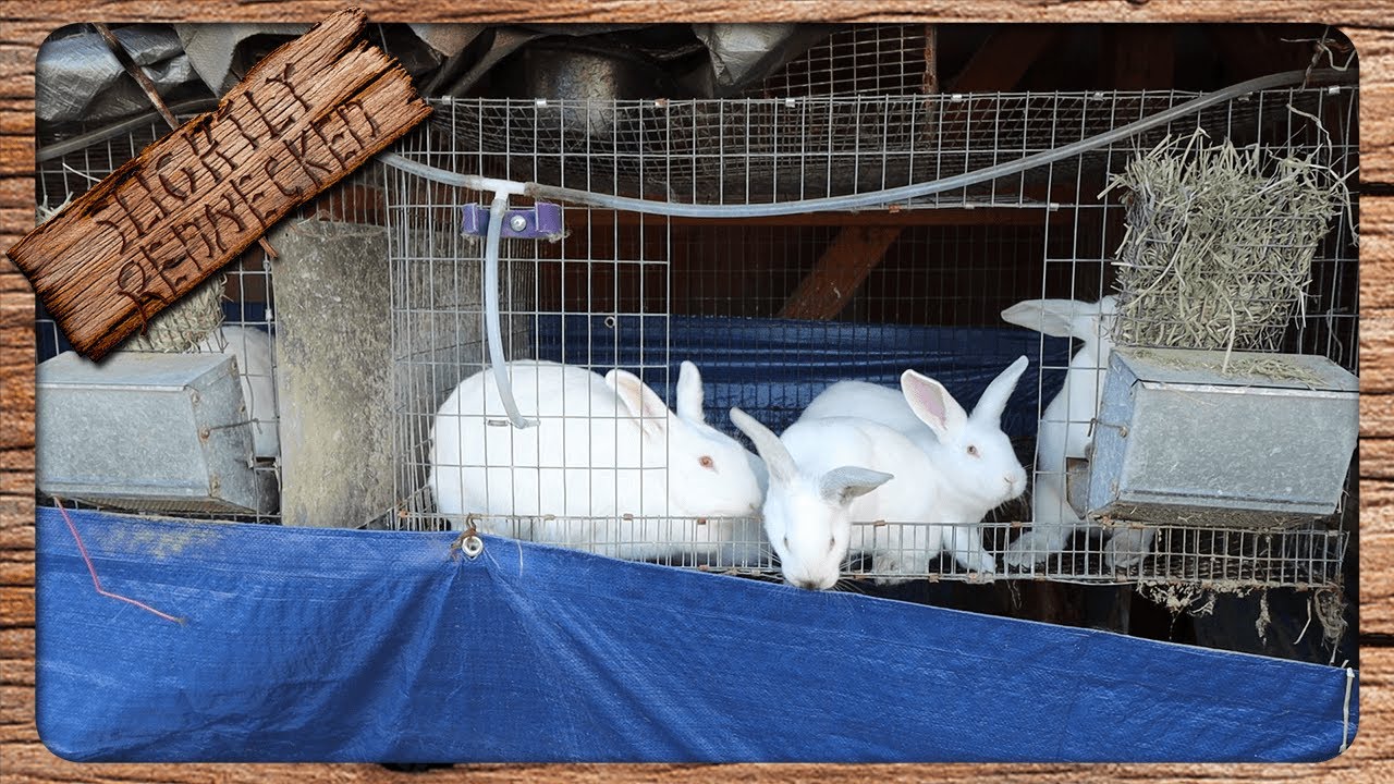 Breeding a Rabbit When She is Nursing - YouTube