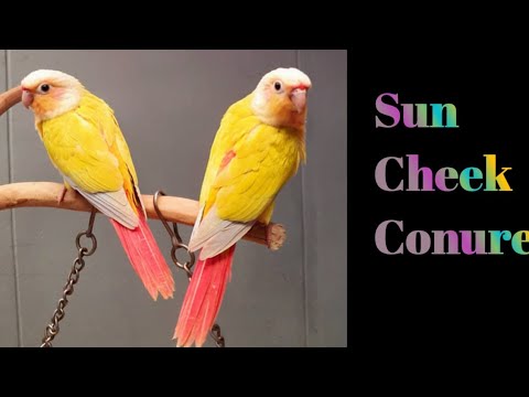 sun cheek conure price in pakistan| sun cheek conure breeding pair ...