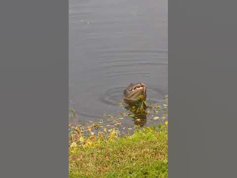 Alligator Eats Snake: Nature's Wild Encounter #aligators #wildlife # ...